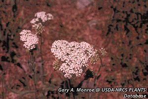 Northern Yarrow