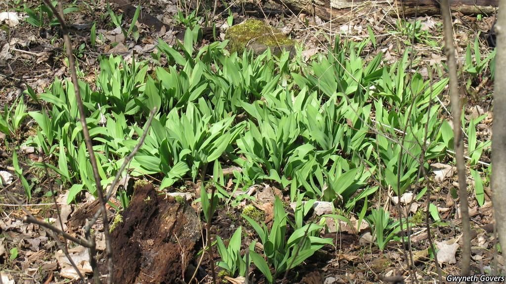 Small White Leek