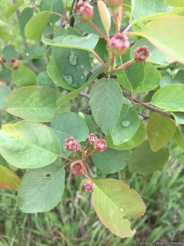 Saskatoon Serviceberry