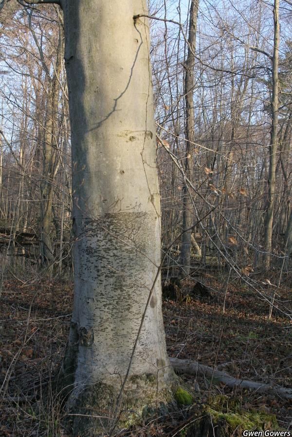 Beech Tree Bark Identification