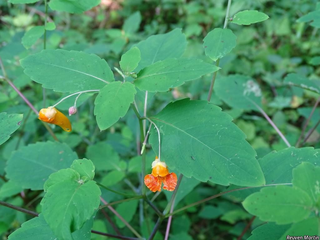 Spotted Touch Me Not