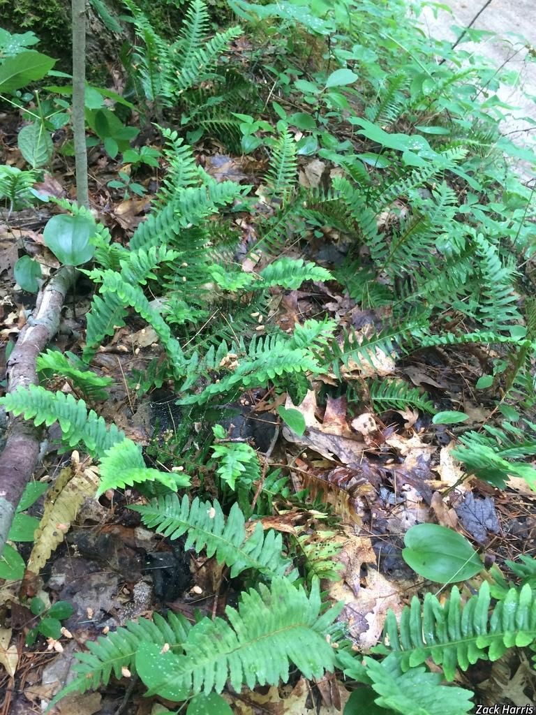 Common Polypody