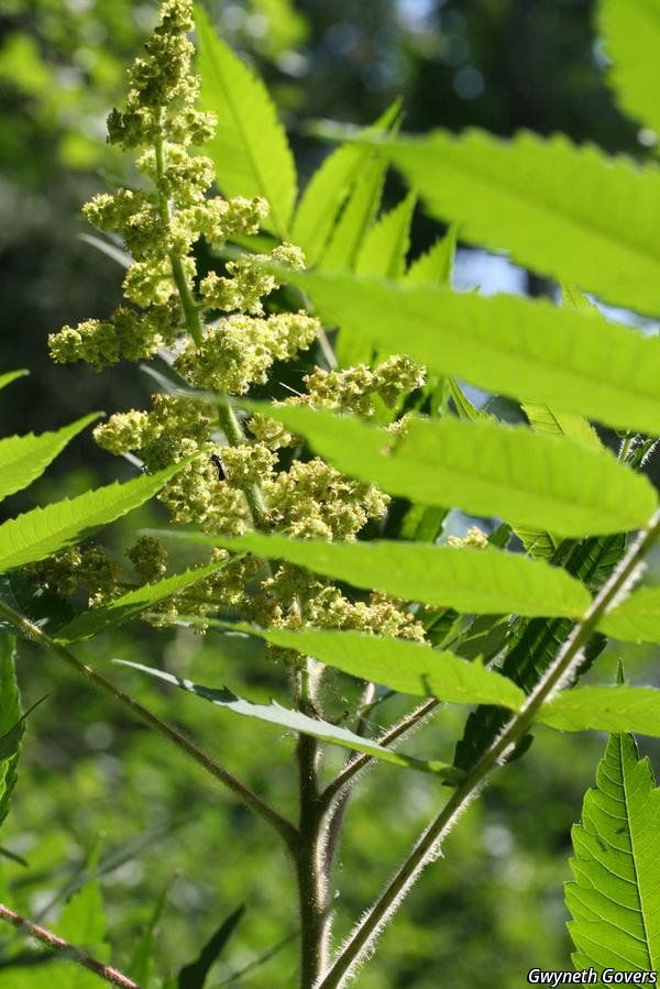 Rhus Genus Shrubs