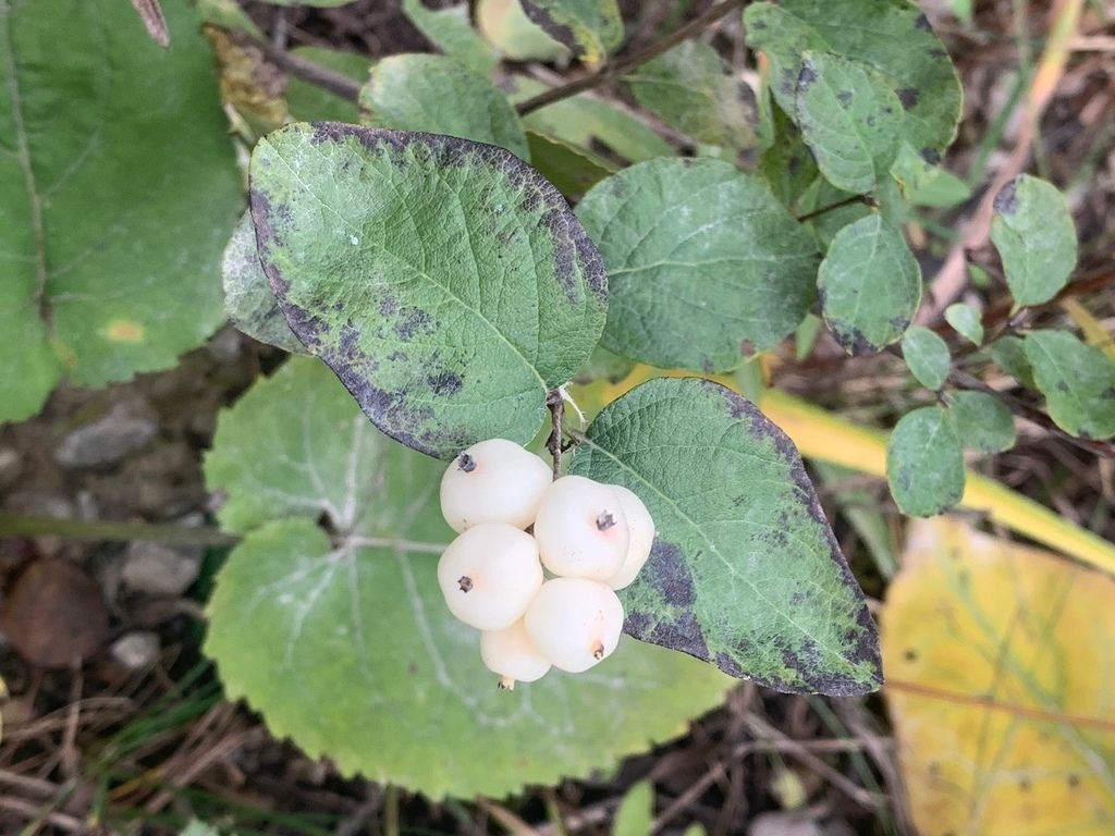 Common Snowberry