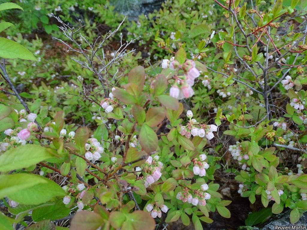 Lowbush Blueberry