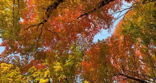 Plant Profile: Sugar Maple (Acer saccharum)