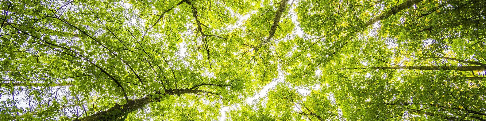 AI's Role in the Future of Forest Conservation